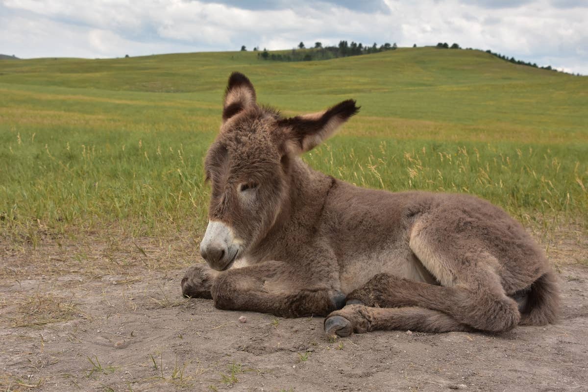 Baby Miniature Donkey 'Growing Up in Mom's Arms' Is Enough to Make ...