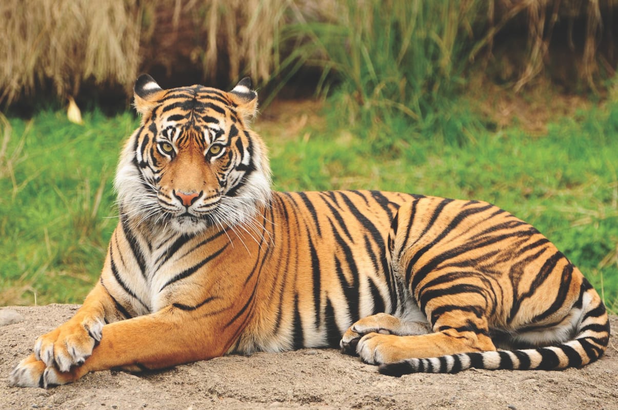 80 Fierce and Clever Tiger Names - PetHelpful