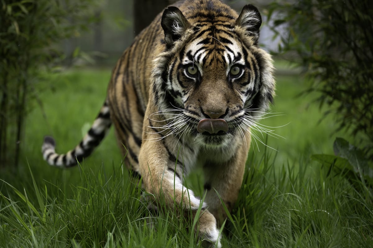 80 Fierce and Clever Tiger Names - PetHelpful