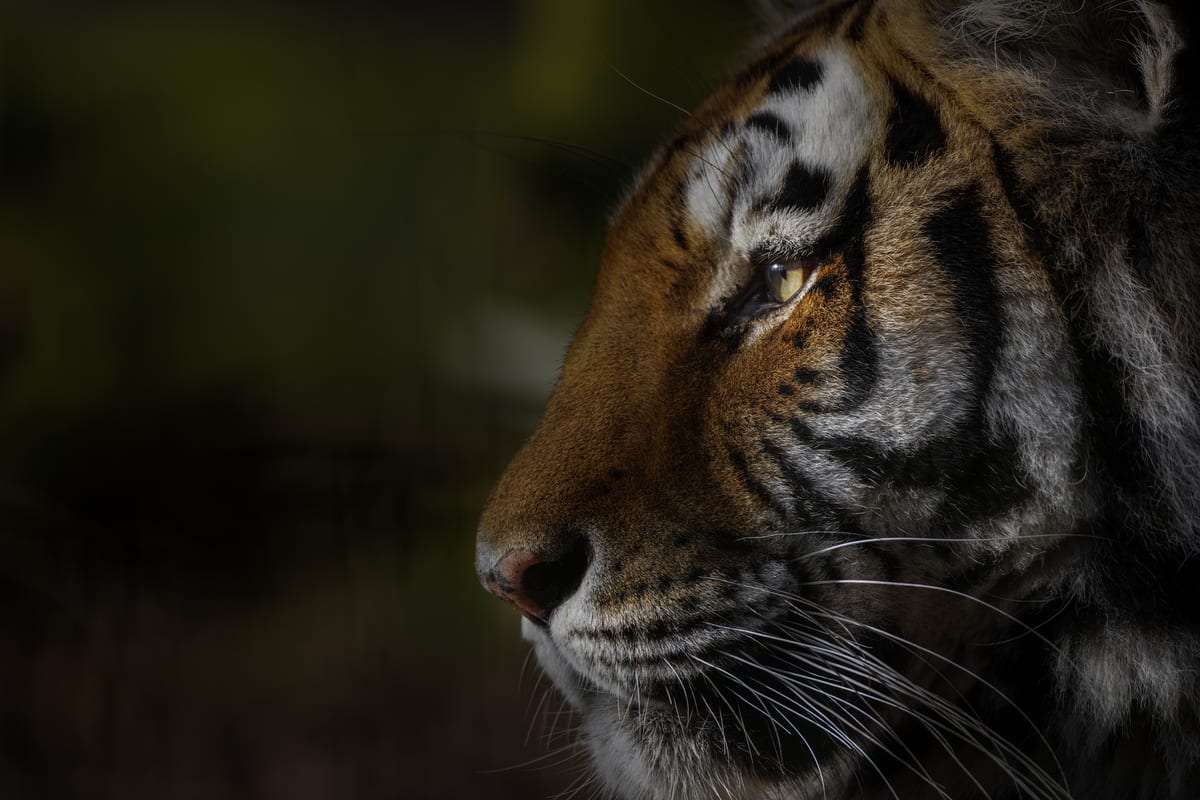 80 Fierce and Clever Tiger Names - PetHelpful