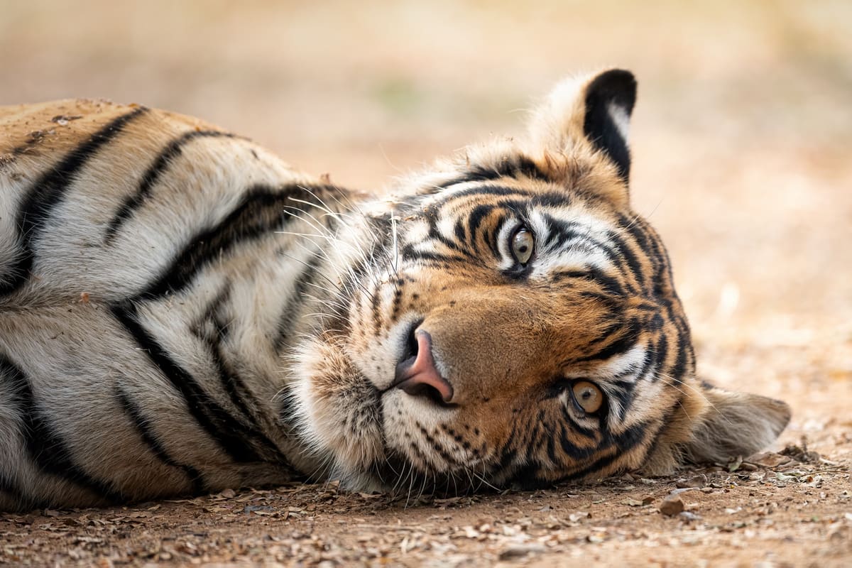 80 Fierce and Clever Tiger Names - PetHelpful