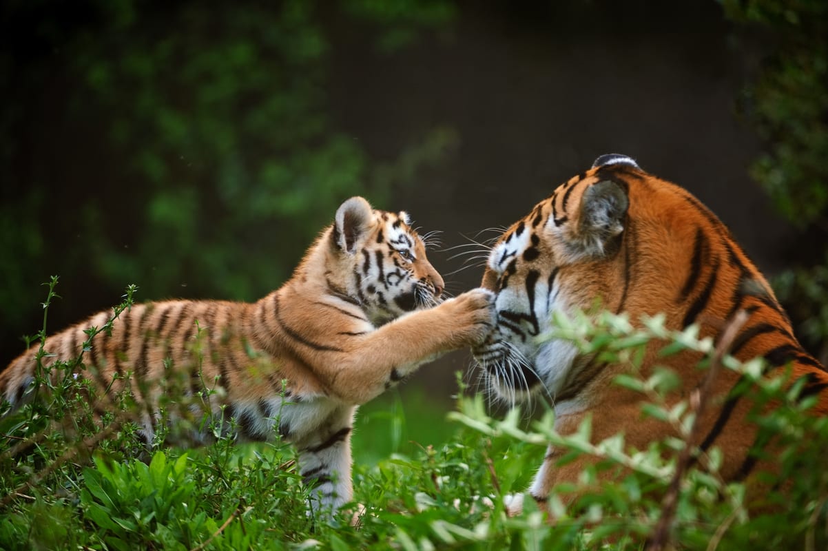 80 Fierce and Clever Tiger Names - PetHelpful