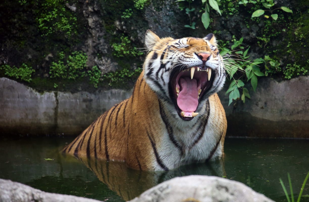 80 Fierce and Clever Tiger Names - PetHelpful