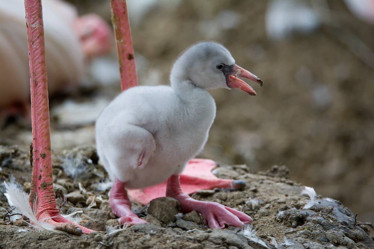 Fuzzy Baby Flamingo Takes Wobbly First Steps in Moment of Sweetness ...
