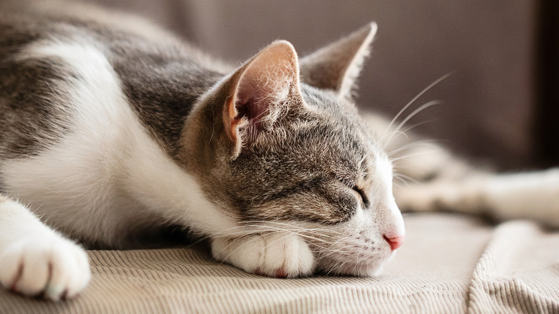 Woman Unknowingly Takes Video of Her Precious Kitty’s Last Moments & It ...