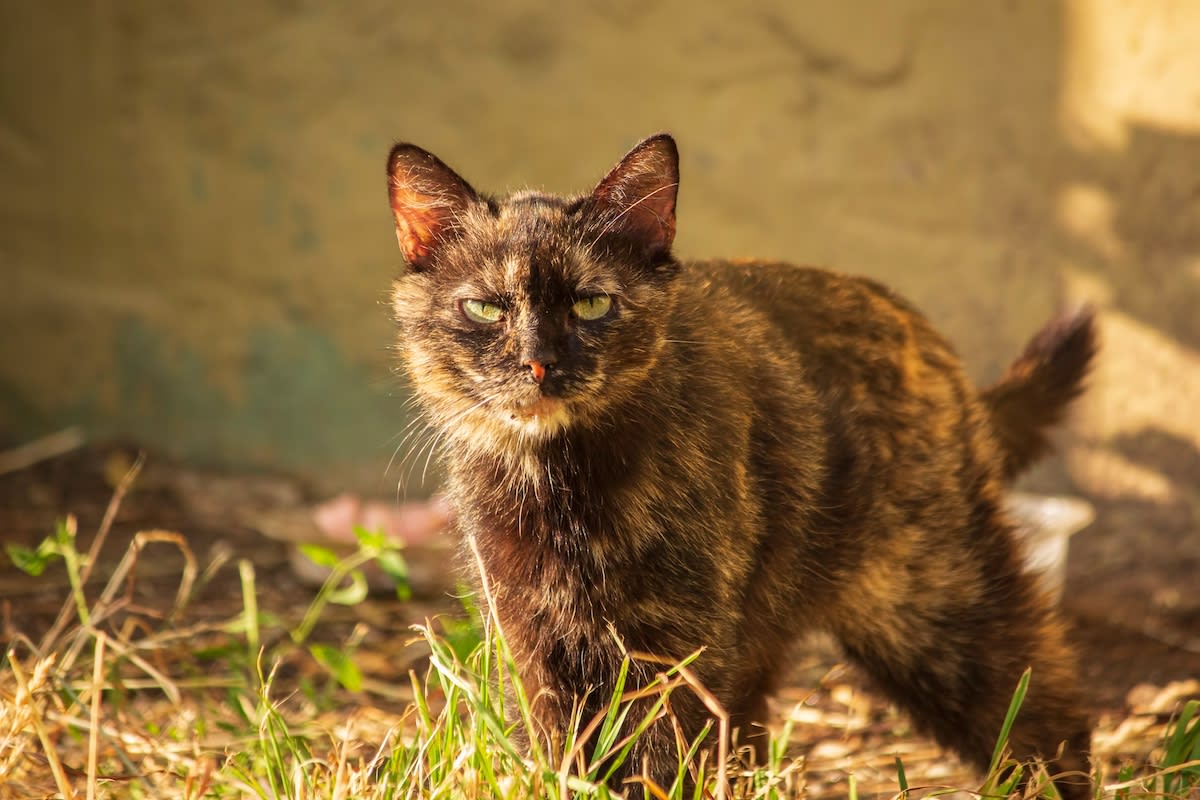 Mom Accidentally Brings in Their Cat’s Stray Doppelganger and Now They ...