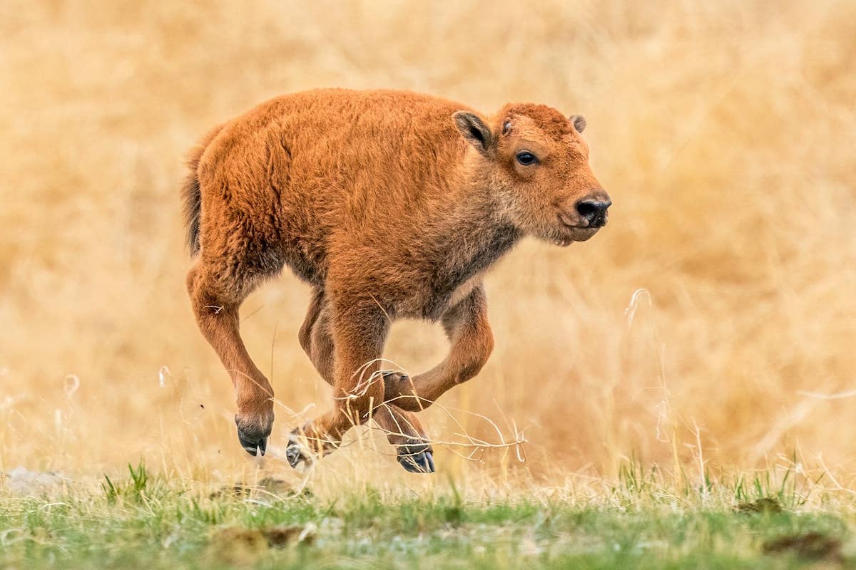Baby Bison's Adorable Zoomies in Yellowstone National Park Could Make ...