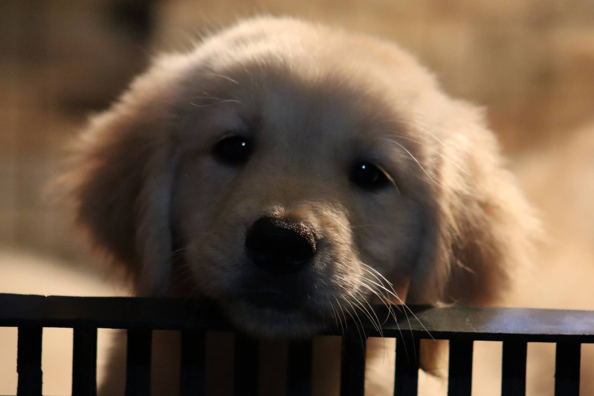Puppy's Hilarious Antics While Home Alone are Too Cute - PetHelpful