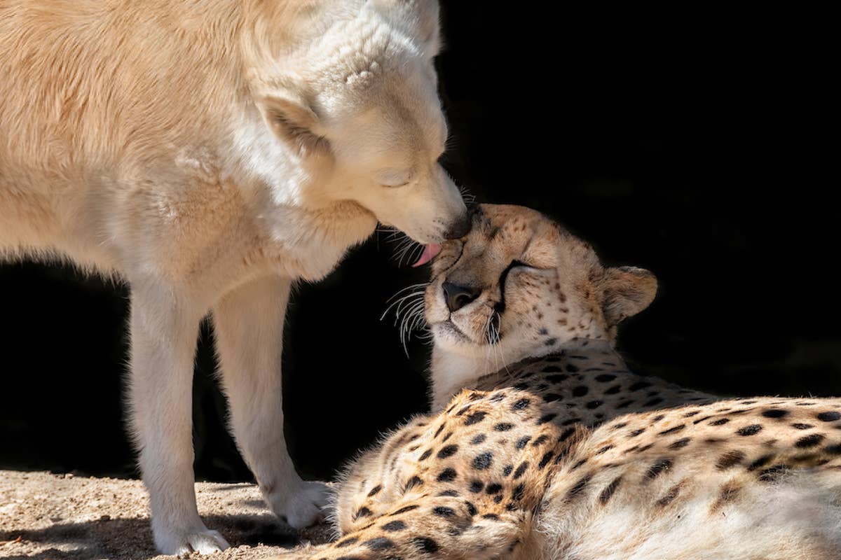Cheetah and Dog Raised Together Make the Most Unlikely Besties - PetHelpful