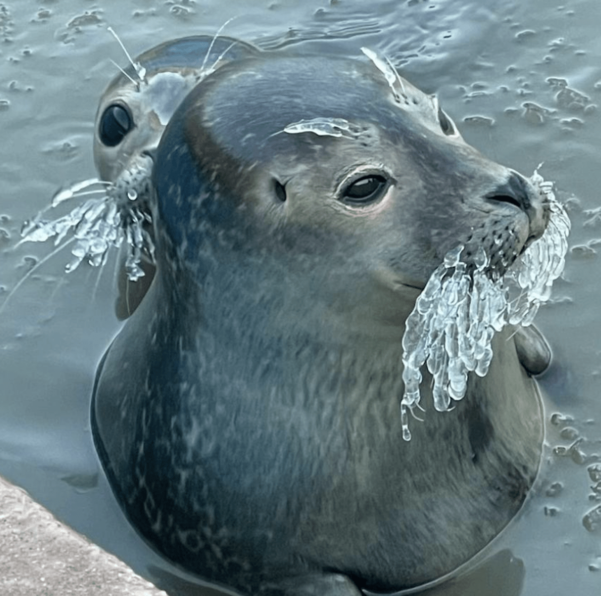 Baby Seals With Frozen Whiskers and Eyebrows Are Stealing Hearts With ...
