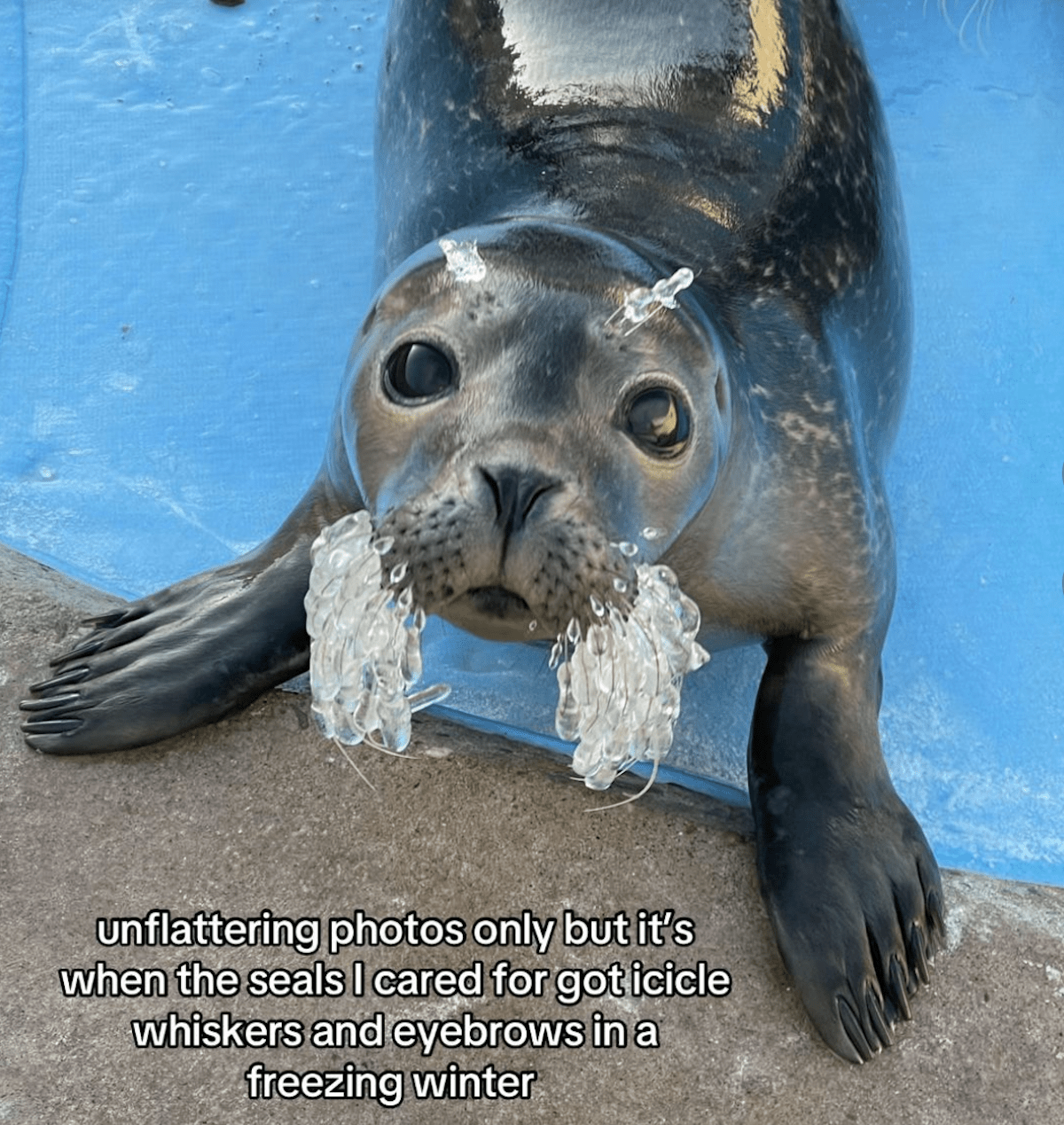 Baby Seals With Frozen Whiskers and Eyebrows Are Stealing Hearts With ...