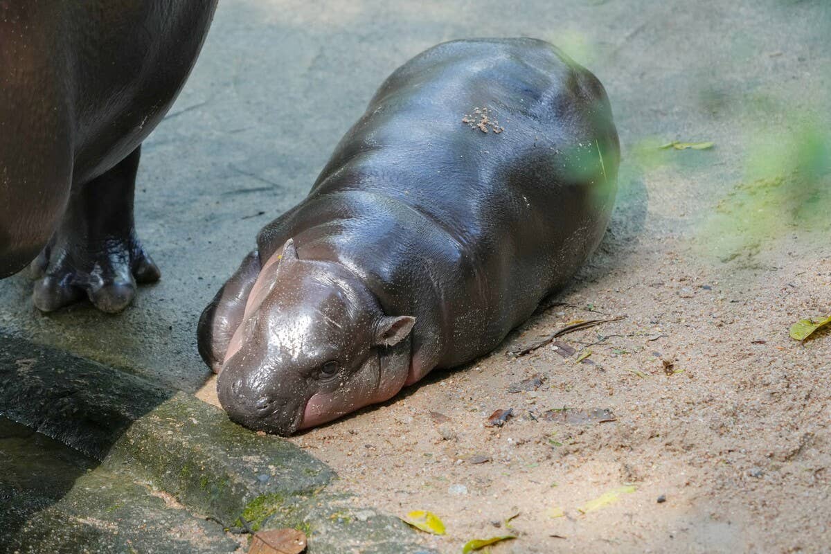 Baby Hippo Gets Picked up by His ‘Private Plane’ and It’s Too Cute ...