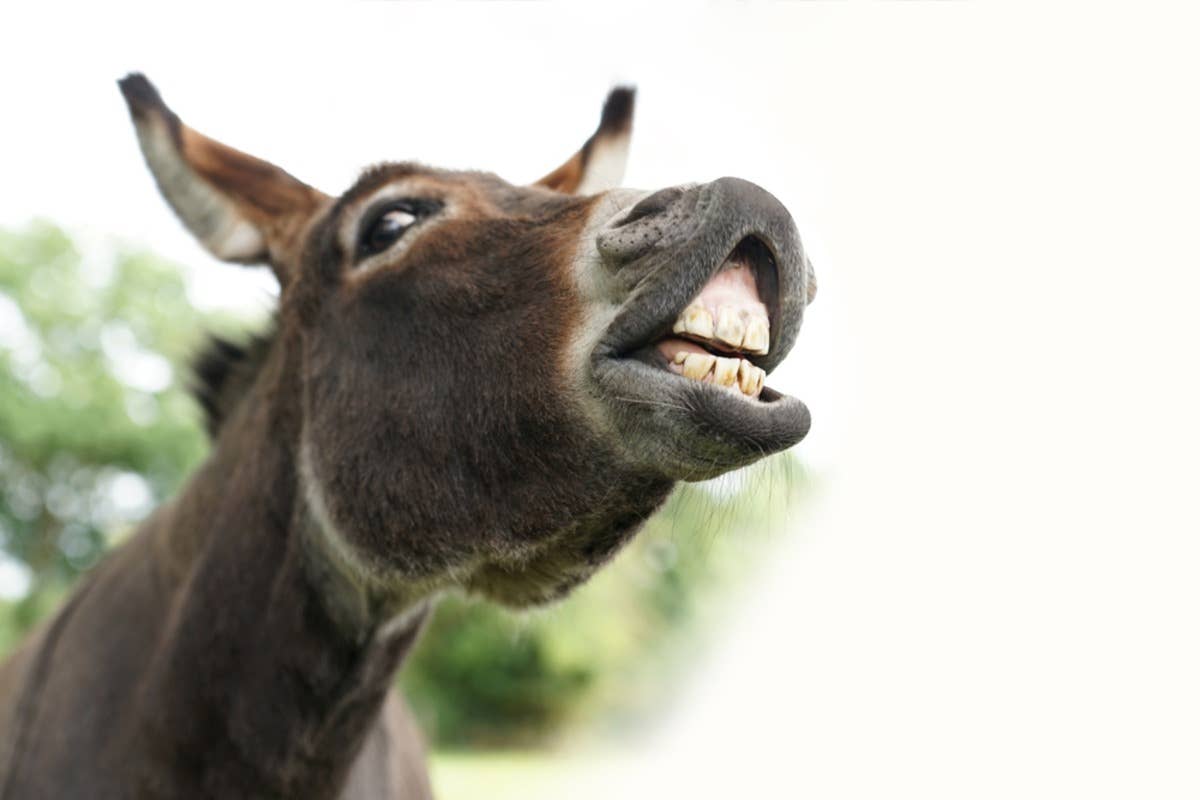 Donkey’s Reaction to Getting Donuts Couldn’t Be Any Sweeter - PetHelpful
