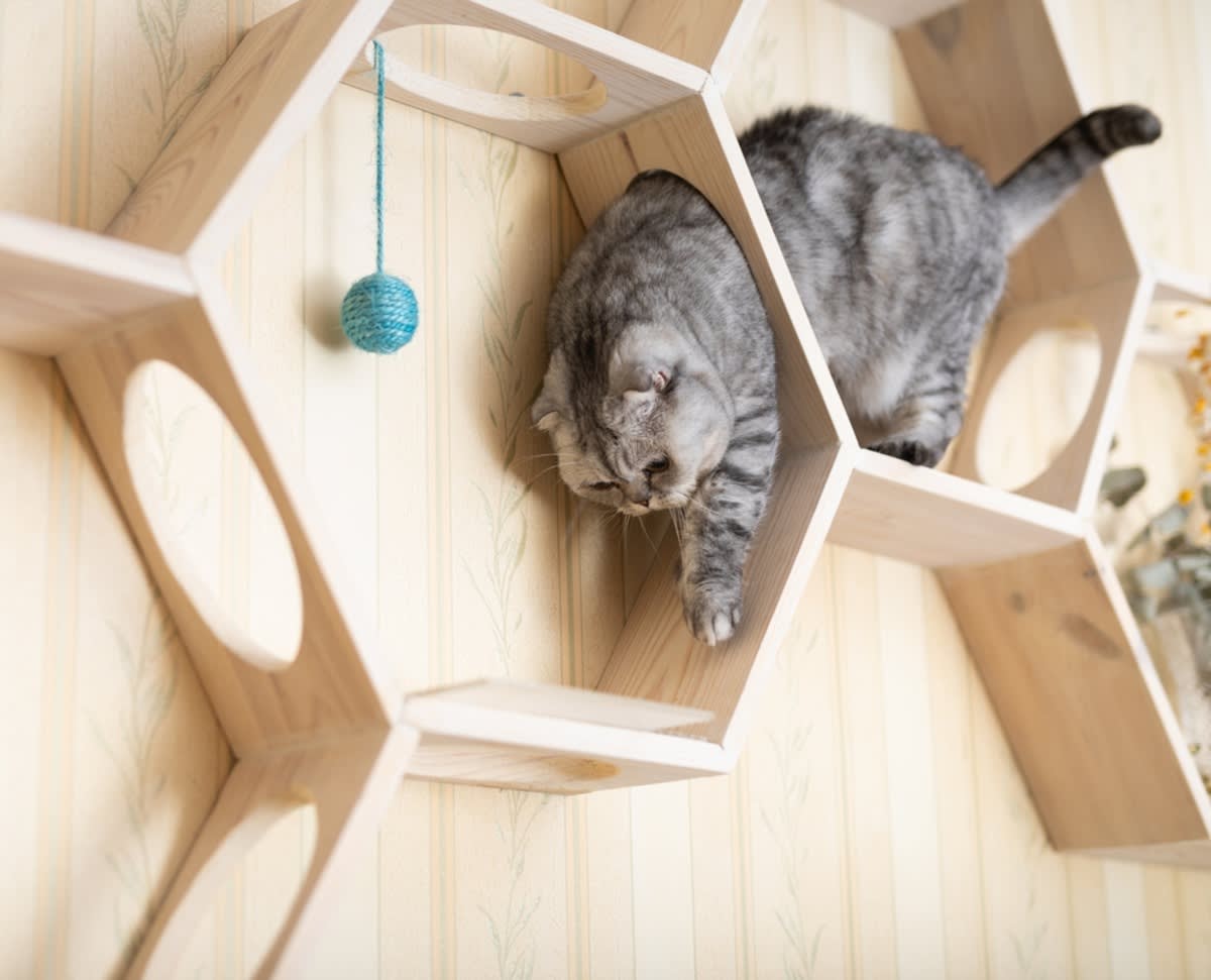 Cat Is Adorably Baffled by Wooden Kitty Toy in Cute Video - PetHelpful