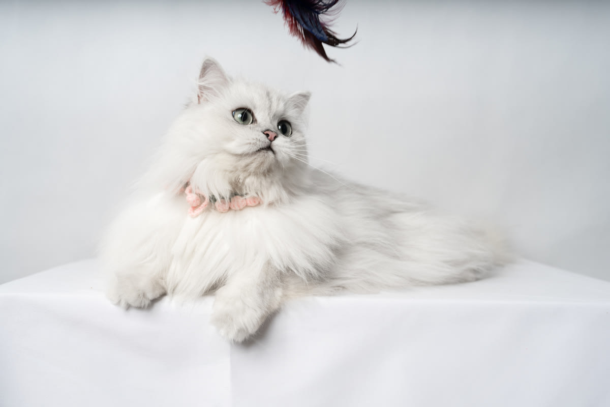 Top 100 White Cat Names for Female and Male Kittens - PetHelpful