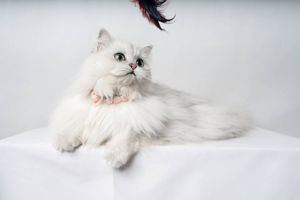 Breathtakingly Beautiful Calico-Tuxedo Mix Cat Looks Like She Was Born ...