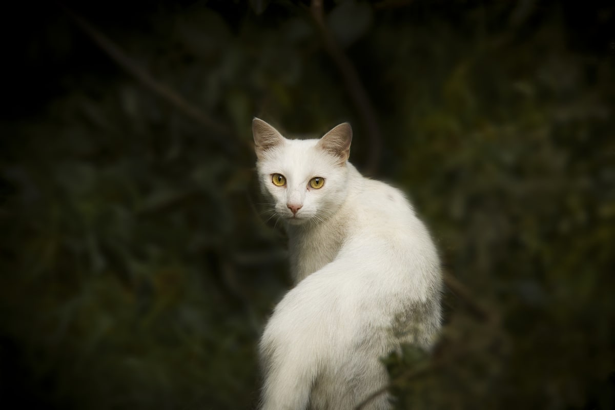 Top 100 White Cat Names for Female and Male Kittens - PetHelpful