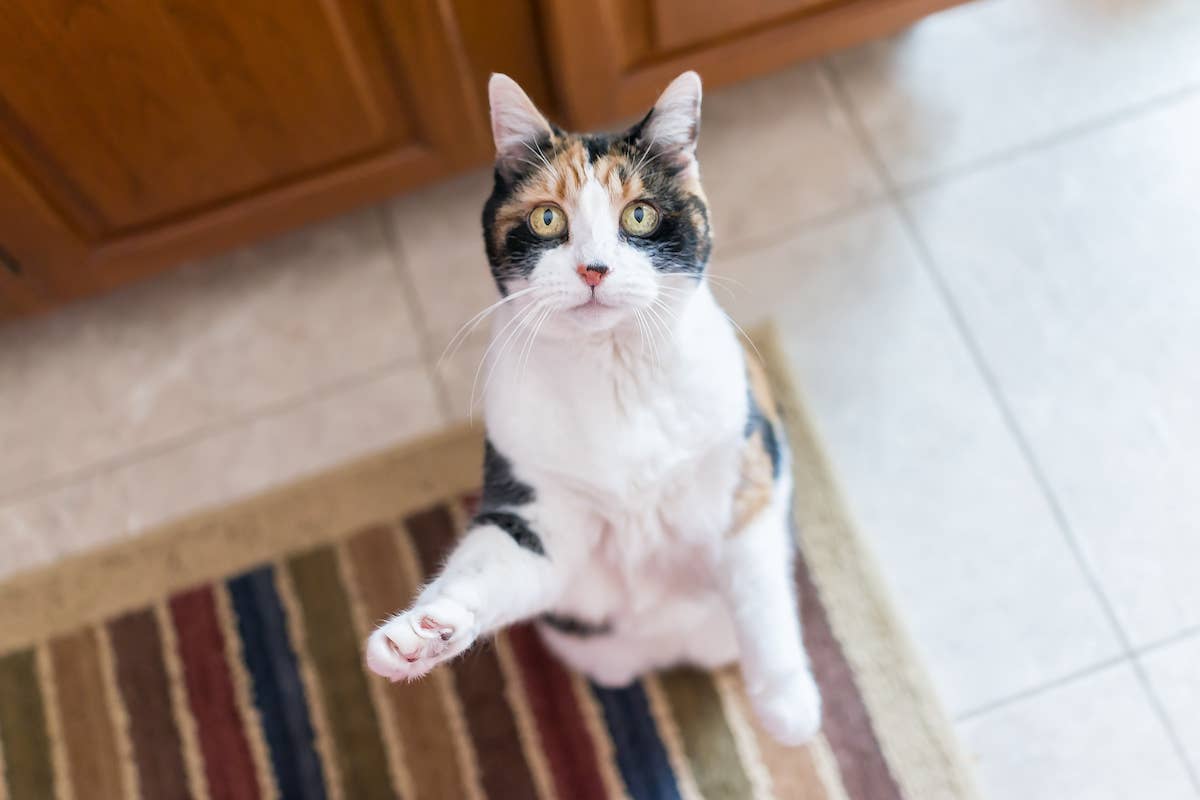 Adorable Way Calico Cat Begs When Dinner Is One Minute Late Is Simply ...
