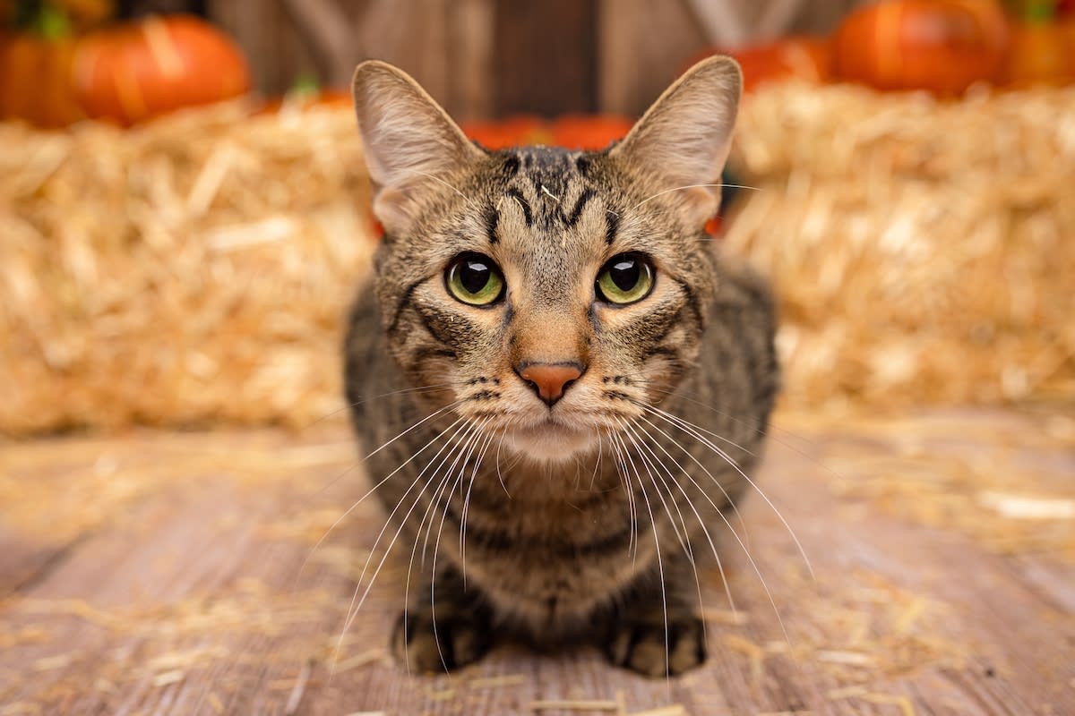 TikTok Can't Stop Watching This Blind Cat's Adorable Expressions ...