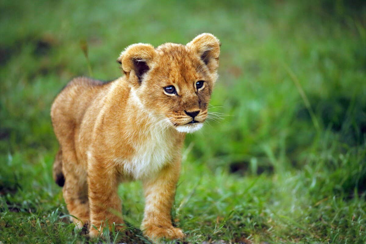 Precious Lion Cub Discovering Her New Stuffies Is Too Cute for Words ...