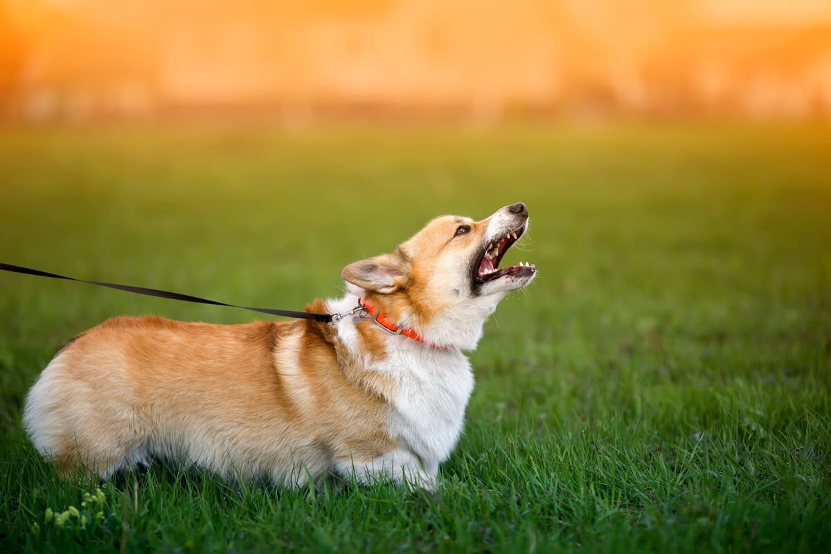 Rambunctious Corgi Doing His Best ‘Badger’ Imitation Is True Cuteness ...