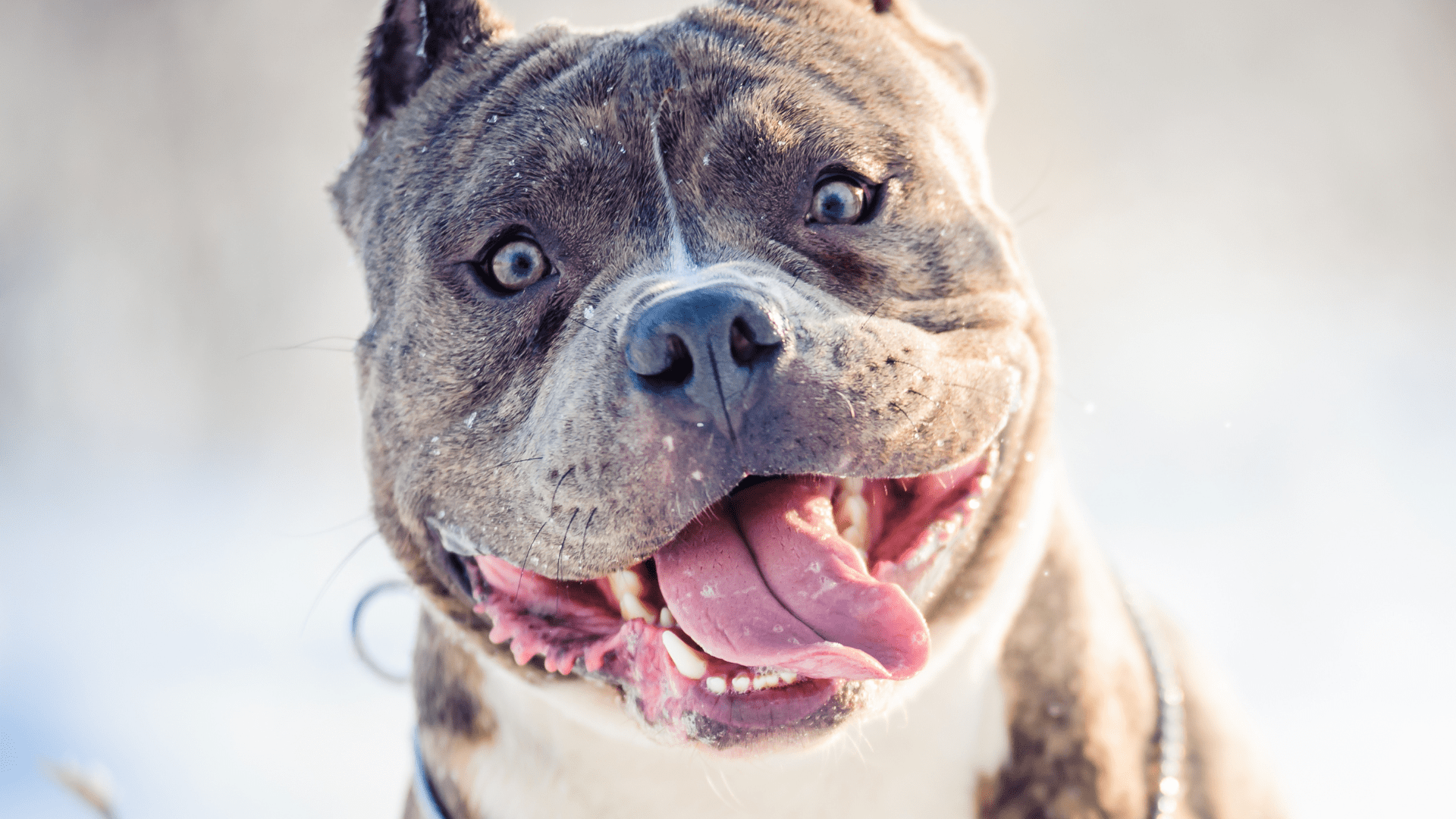 American Bully Is Beside Herself With Excitement When Picking Grandma ...