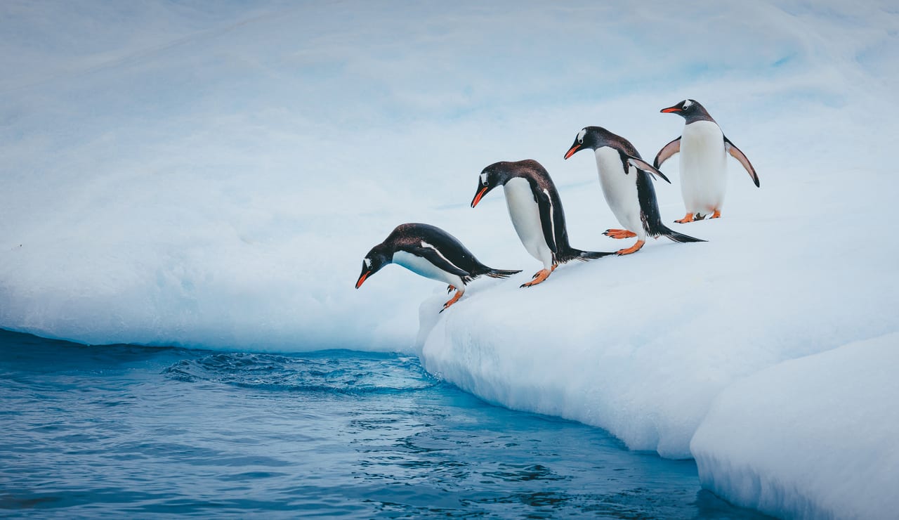 200+ Cute Penguin Names - PetHelpful