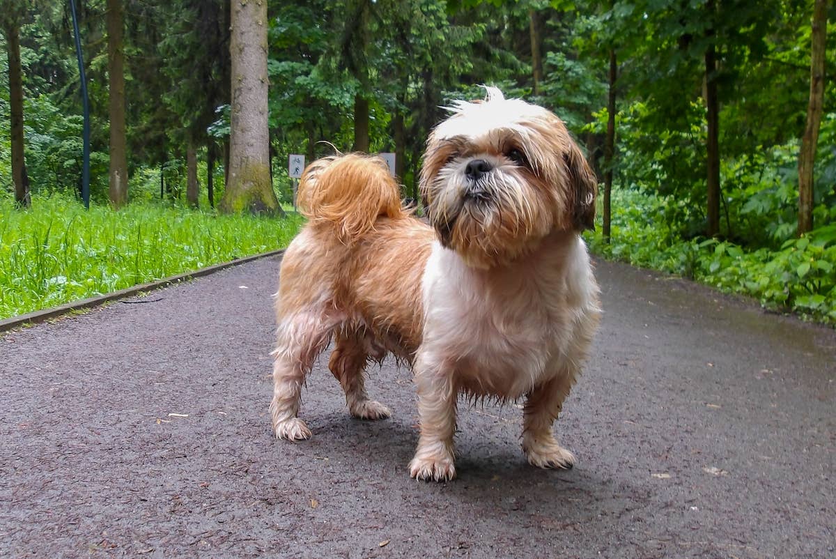 Moment Lost Shih-Tzu Casually Returns Home After 6 Days 'Like Nothing ...
