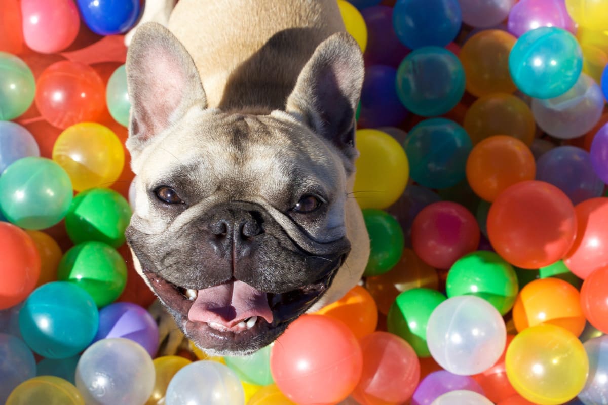 Dad Gets His Frenchie a Ball Pit and Total Cuteness Ensues - PetHelpful