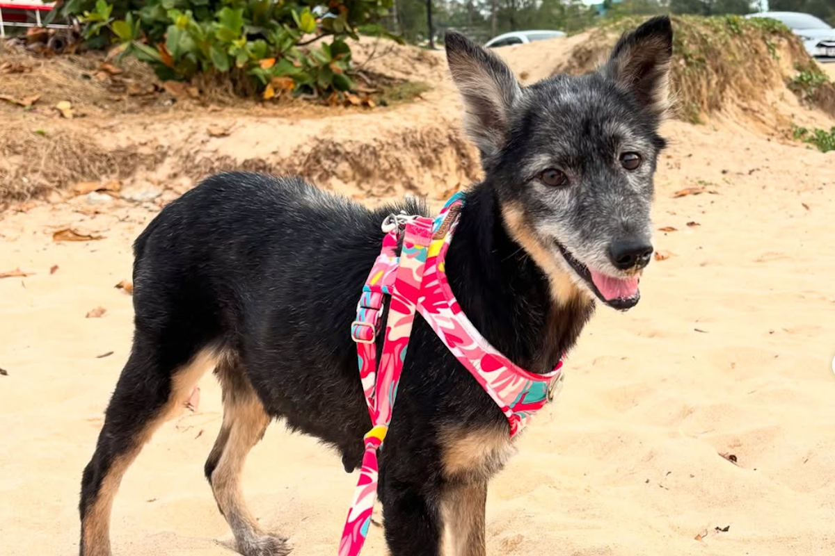 Thai Street Dog's Uneblievable Rescue Transformation Has People in ...