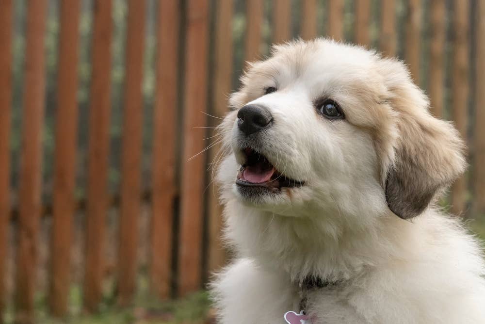 Great Pyrenees Puppy Adopts a Stray Cat and Now They’re Best Friends ...