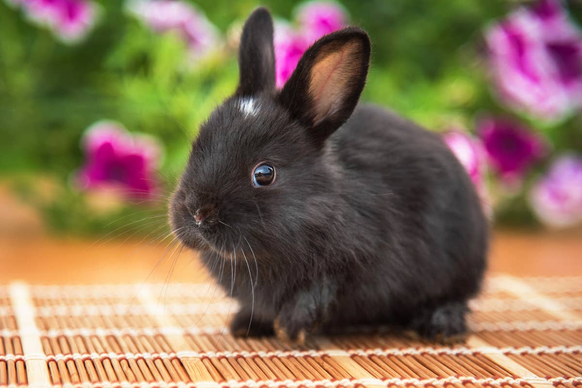 Tiny Angry Bunny Throws the Most Adorable Tantrum After Mom Rearranges ...