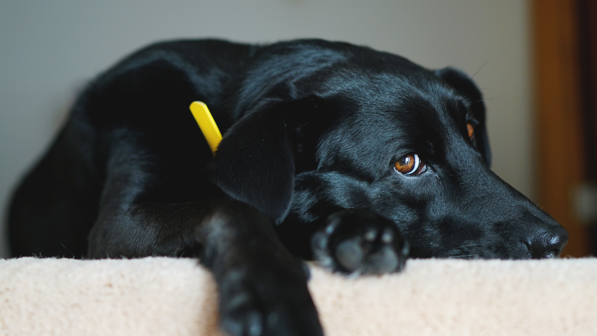 Black Lab Looks Absolutely Pained as She Sits Through Two Different ...