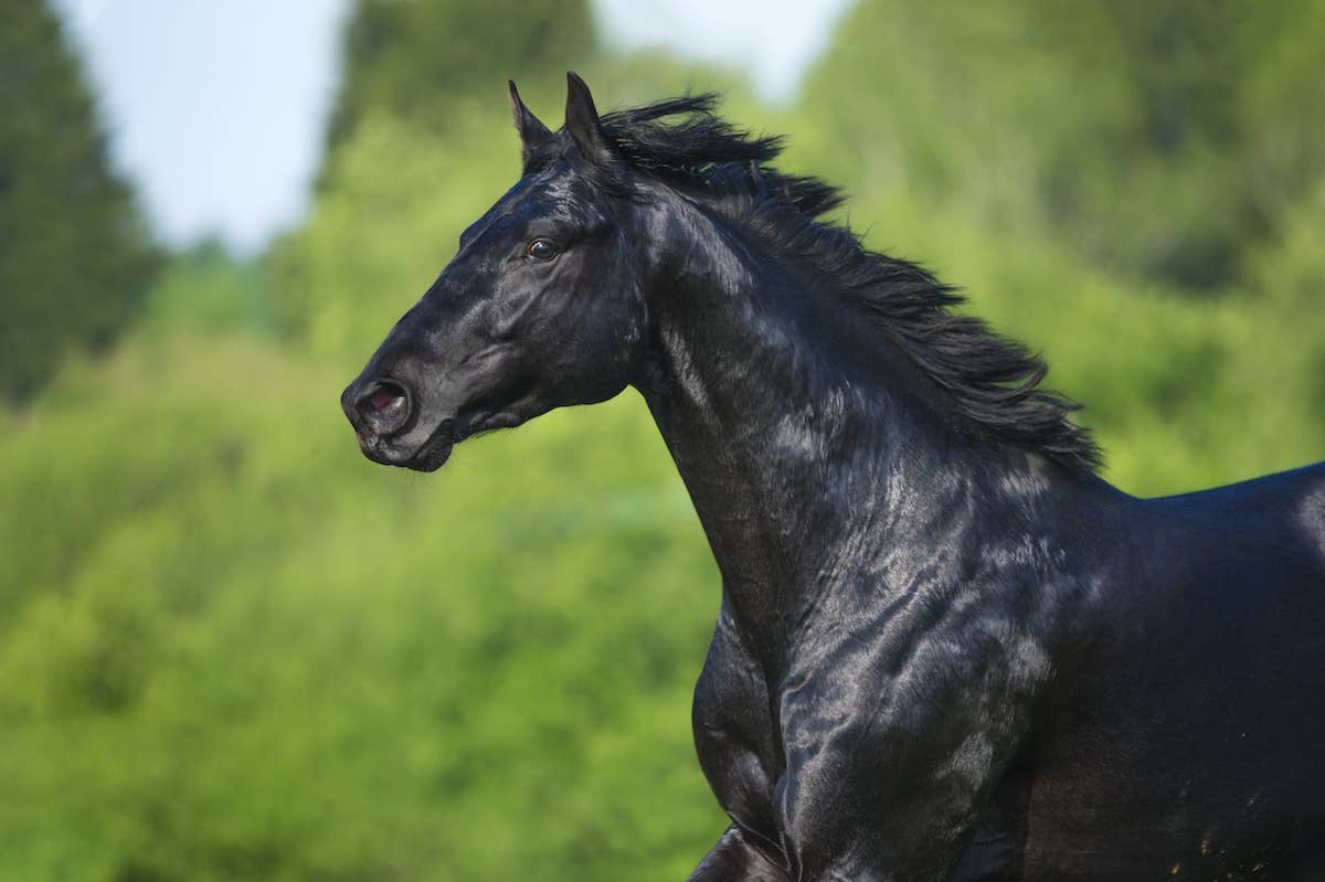 Horse's Happy Face While Enjoying a Deep Tissue Massage Is Pure Bliss ...