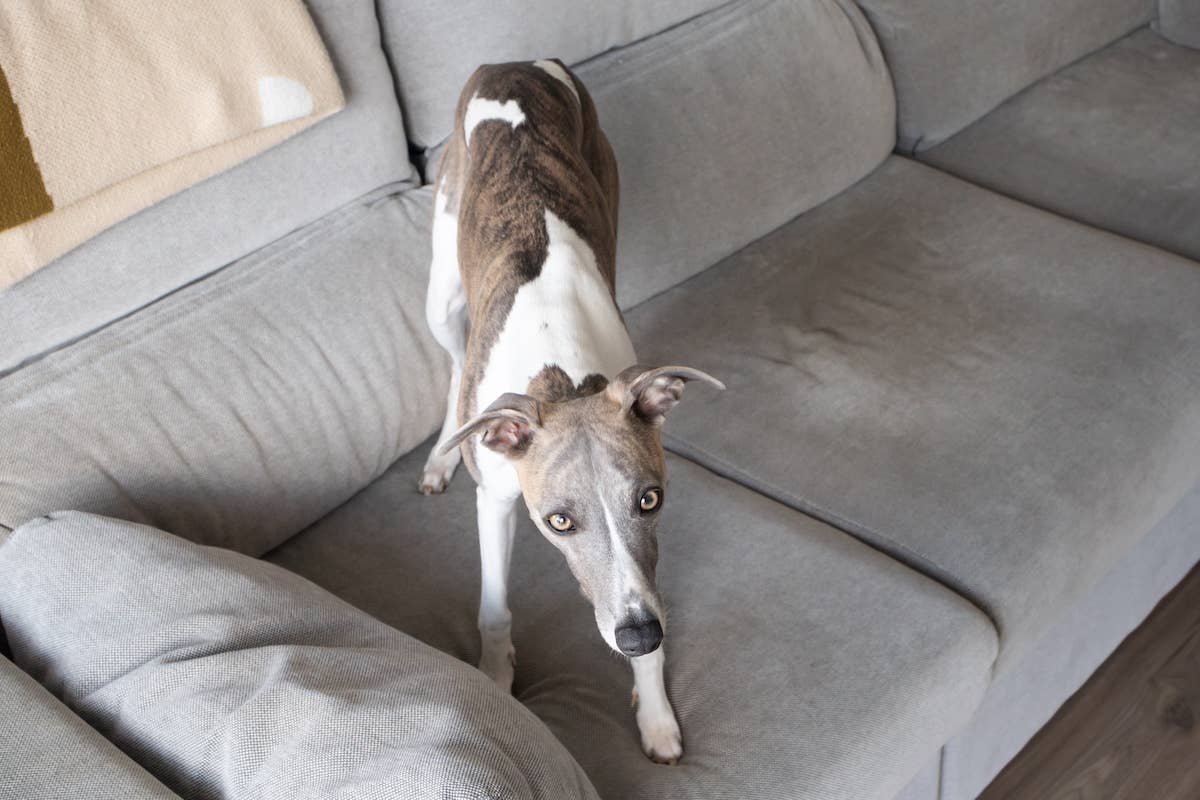 Selfless Crowd Forms Safety Net Below Whippet Stranded on Window Ledge ...