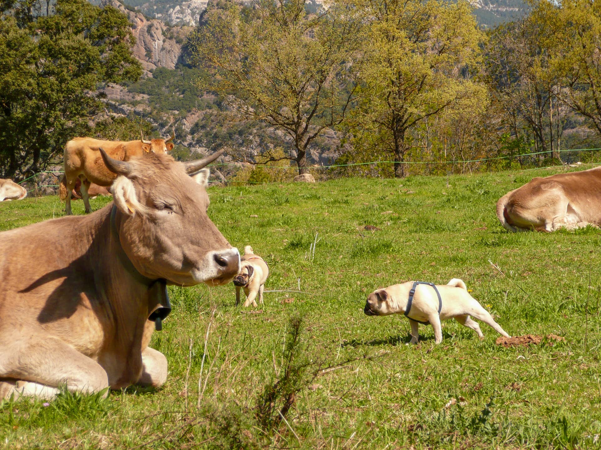 Pug's One-Sided Beef With Cows Is Hilarious - PetHelpful