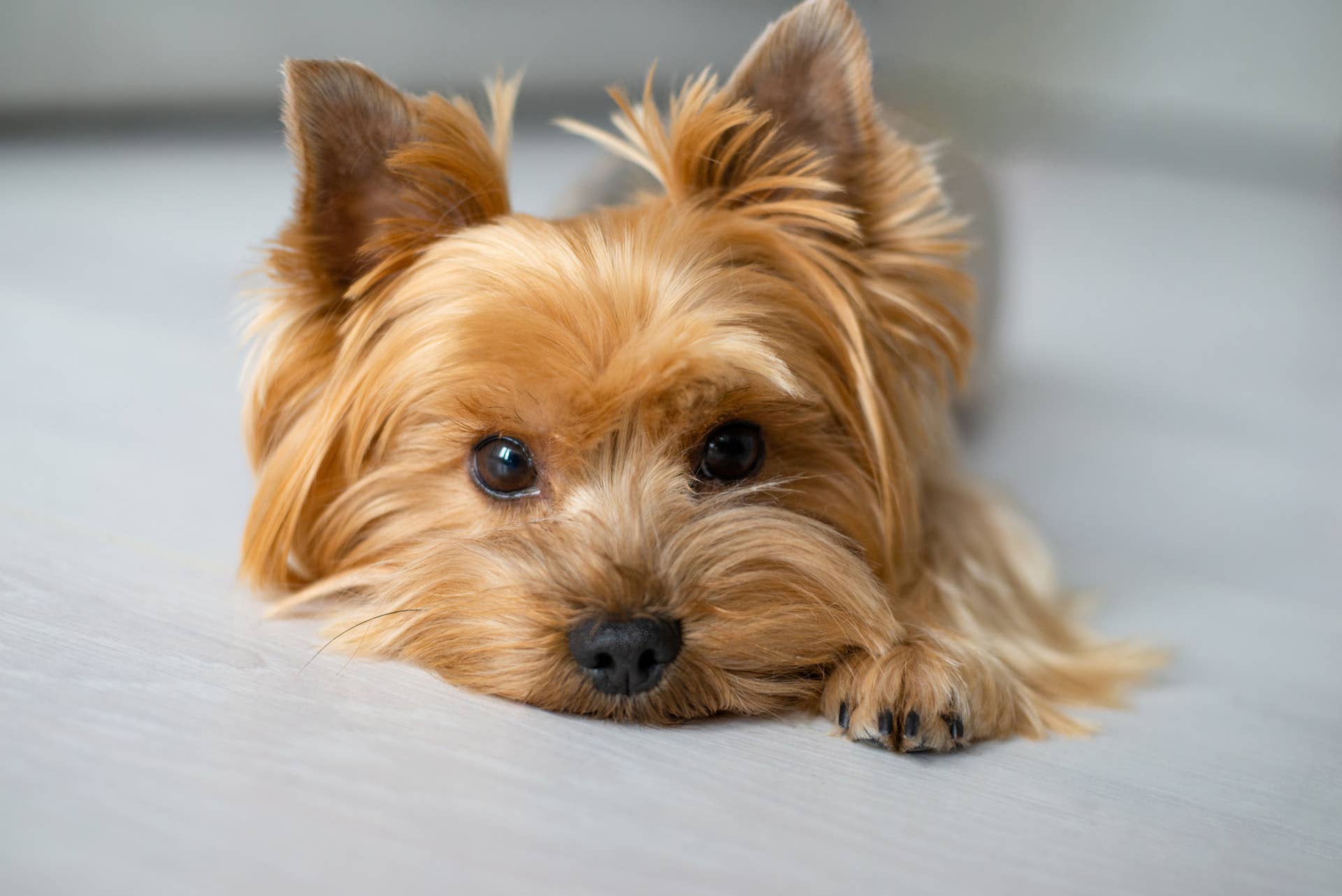 Proud Adopters Show off the Squeakiest, Bounciest, Most Adorable New ...