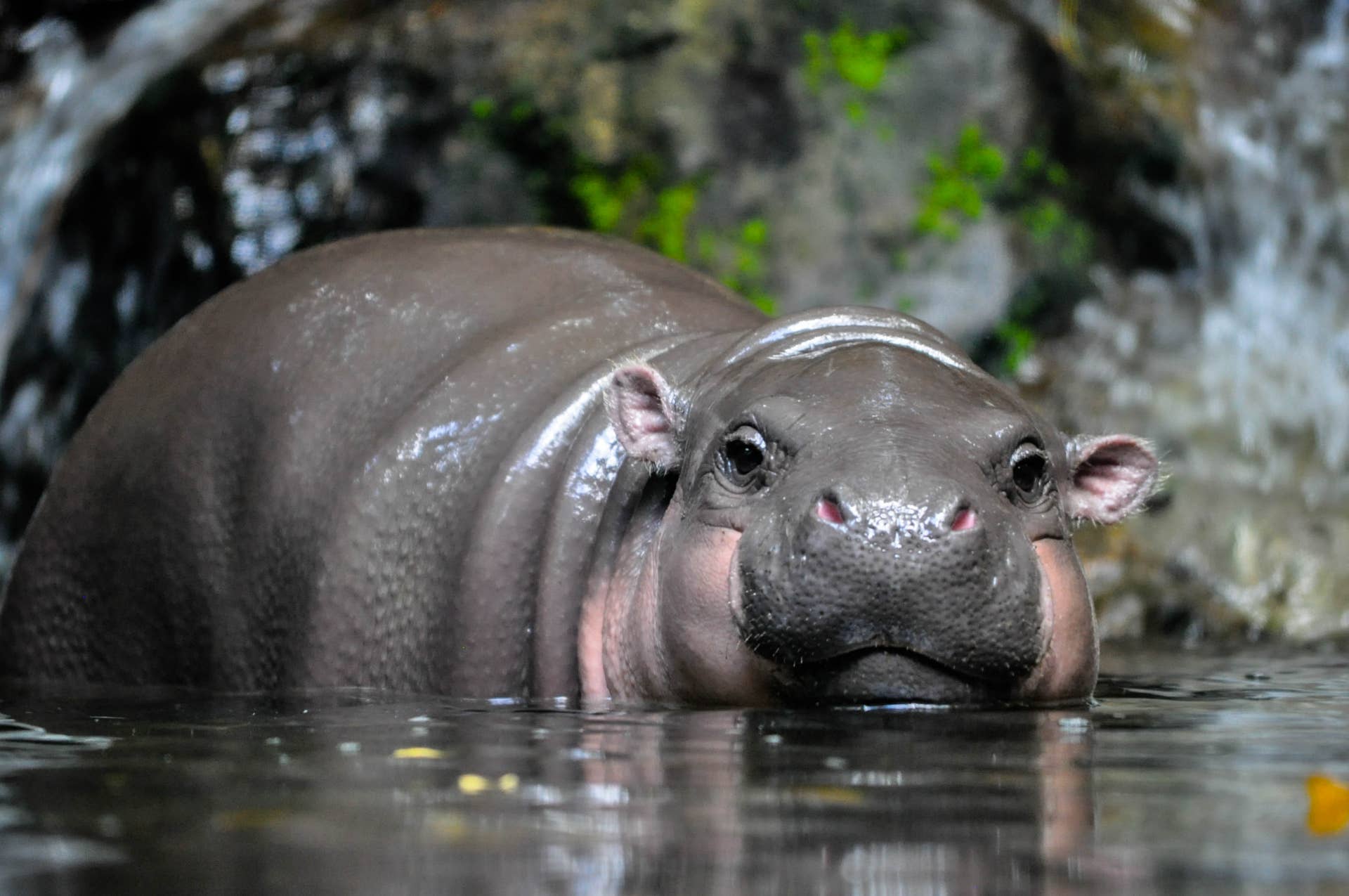 Baby Hippo’s Hilarious Underwater Swim-Along Wins the Internet - PetHelpful