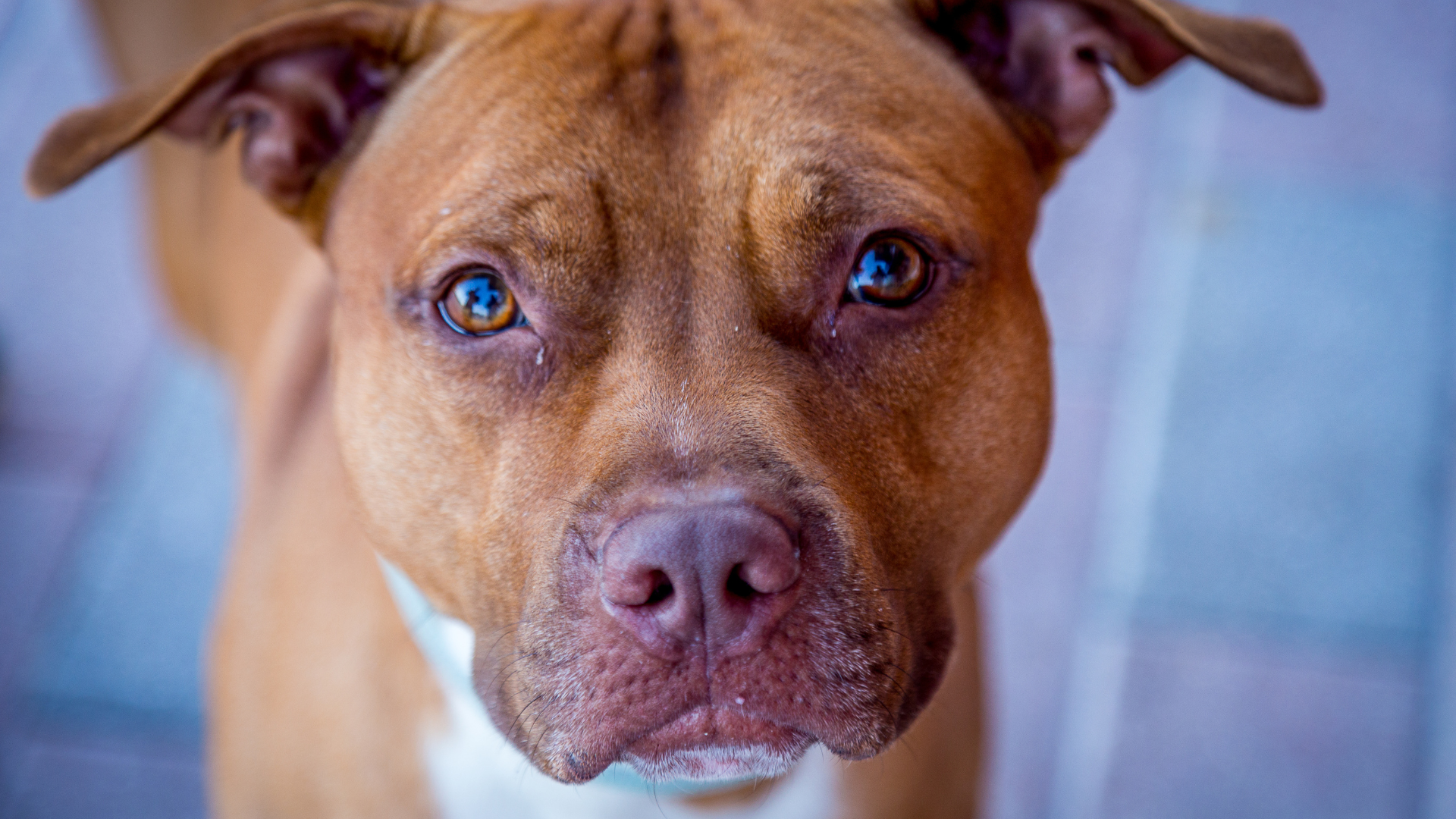 Video Showing What Shelter Dog Hears All Day Long Is So Sad - PetHelpful