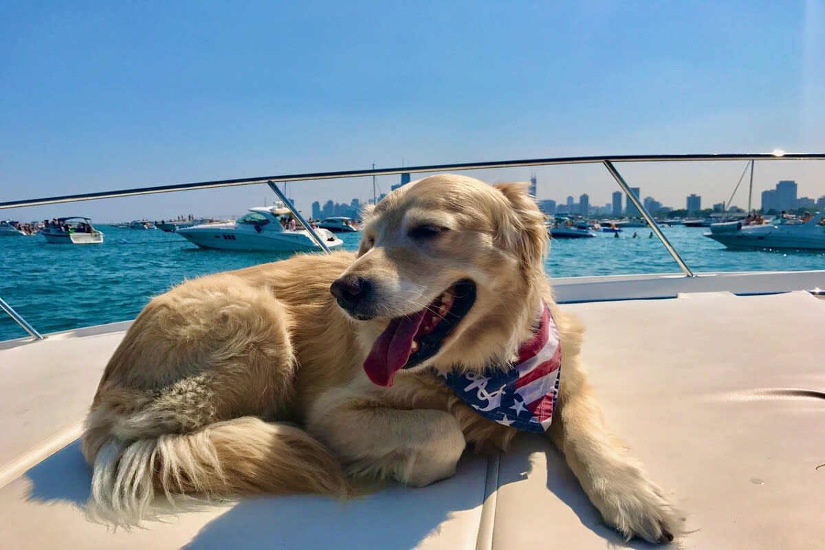Golden Retriever and German Shepherd Siblings Enthusiastically Swim ...