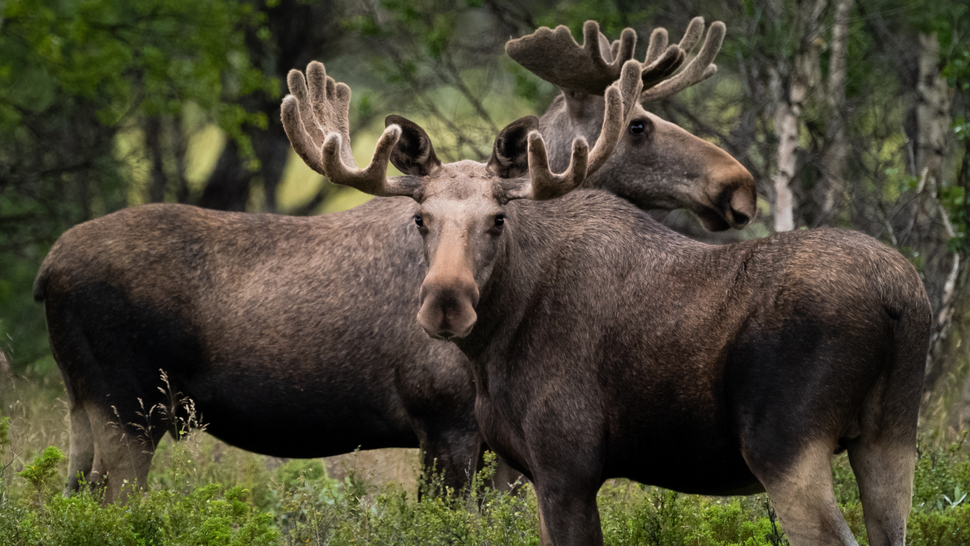 Moose Pair Wait Outside Home Menacingly & It’s So Scary - PetHelpful
