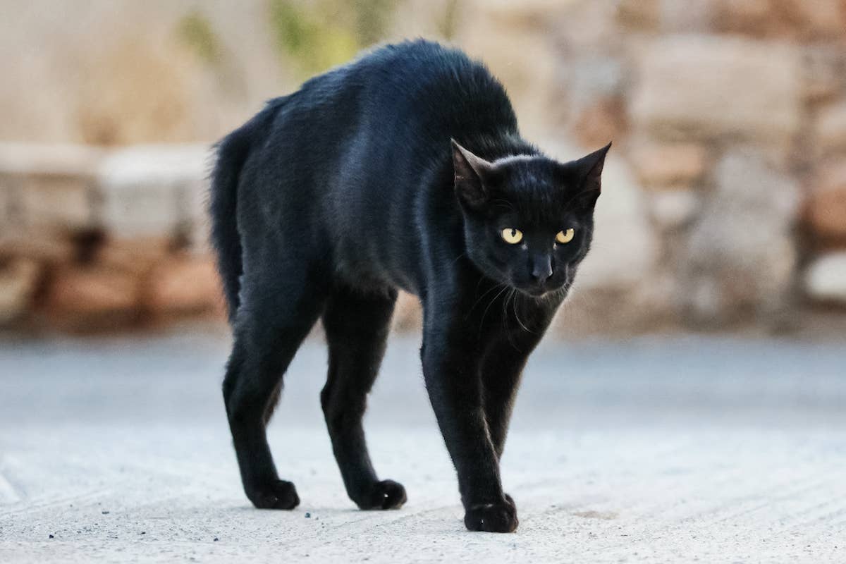 Black Cat's Priceless Leaps of Surprise Leave Her Dad Breathless With ...