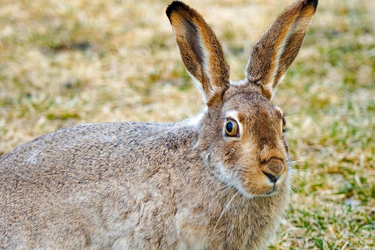 Viral Video of a Massive Jackrabbit Has People Realizing How Big ...