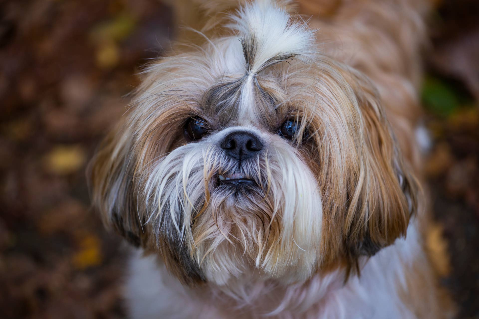 This Shih-Tzu Admiring Her Paw-rent Is the Cutest Thing - PetHelpful