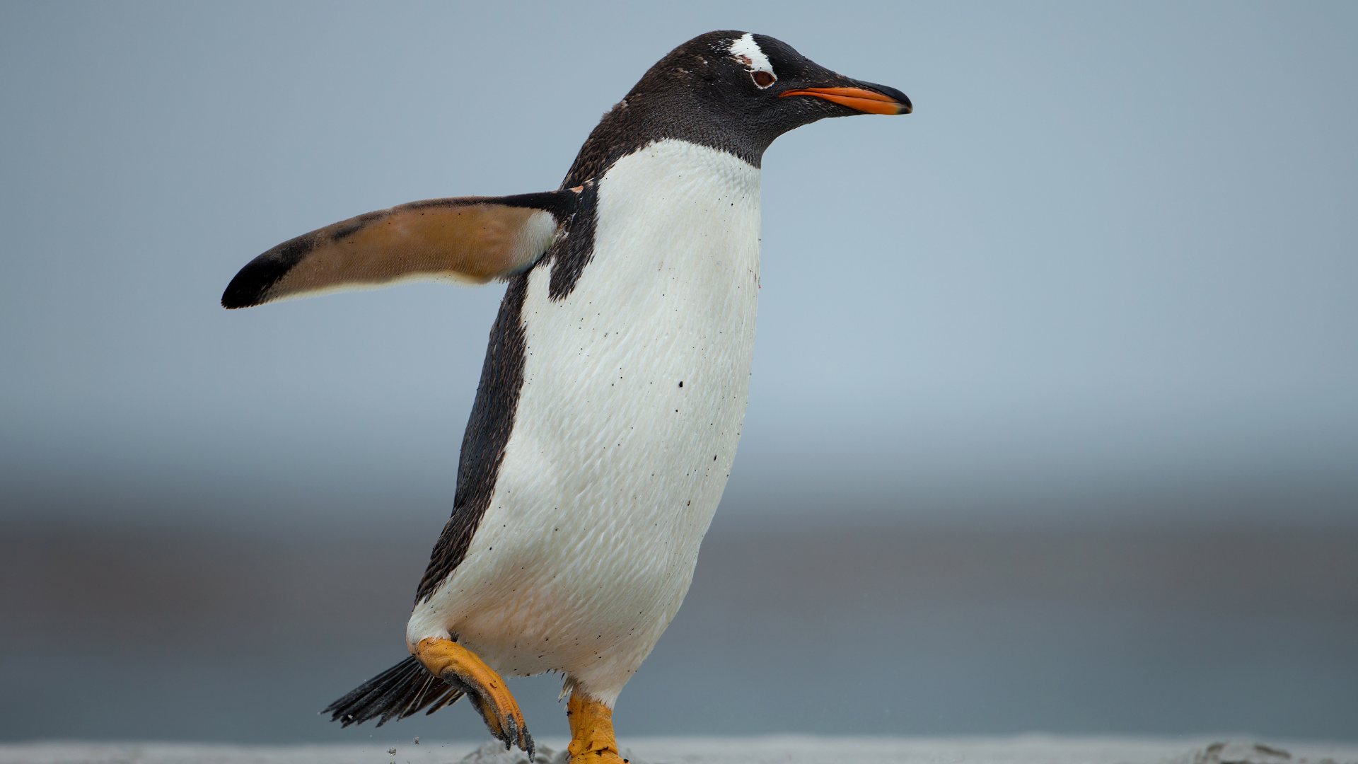 St. Louis Zoo Throws Hopping Good Bubble Party for Their Penguins ...