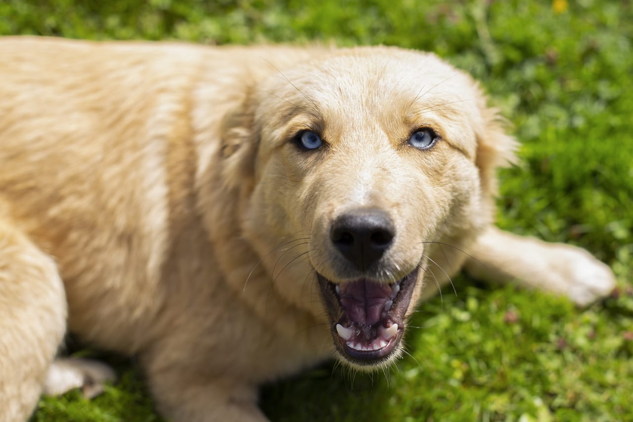 301+ Unique Names for Dogs With Blue Eyes - PetHelpful