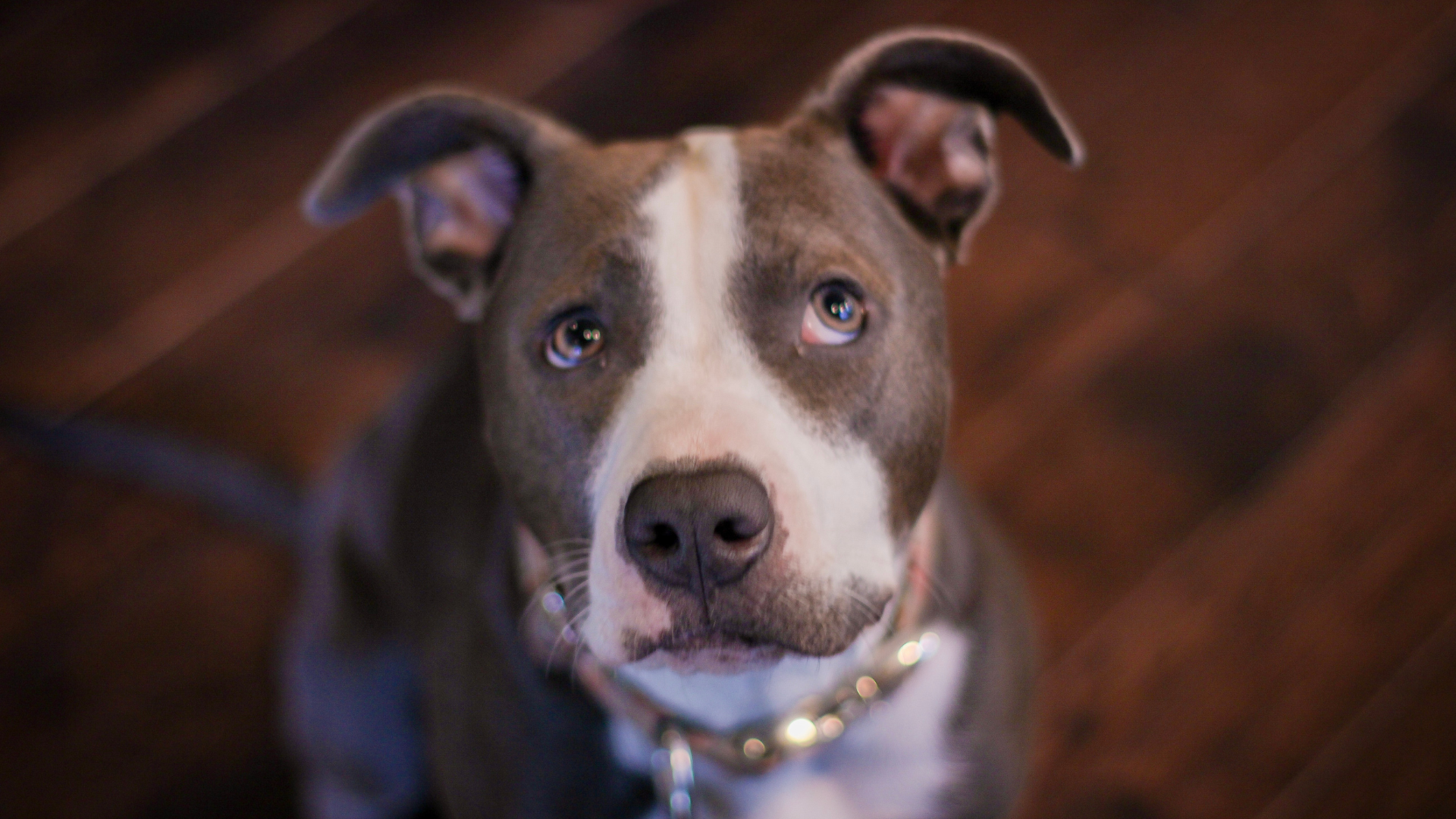 Pit Bull Is a Total Chicken After Picking Fight With Family Cat ...