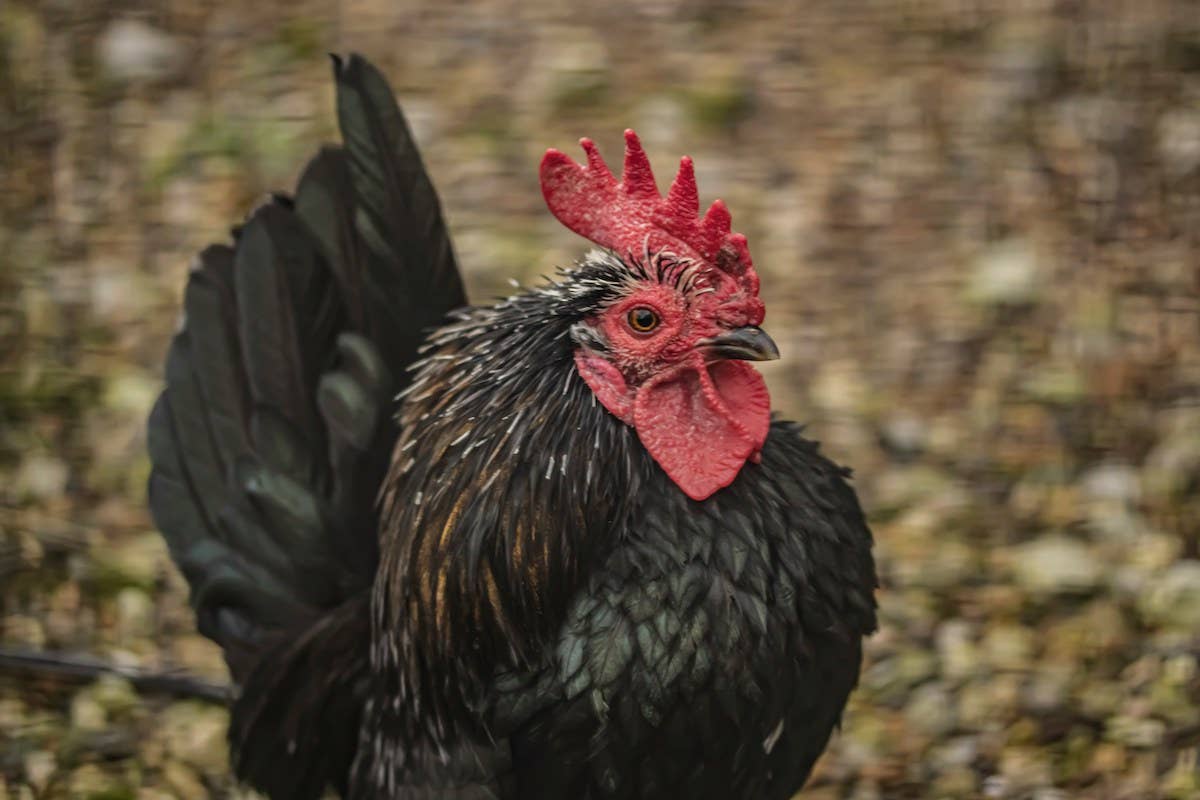 Protective Rooster Comforting His Neighbor's Hen After Her Flock Was ...