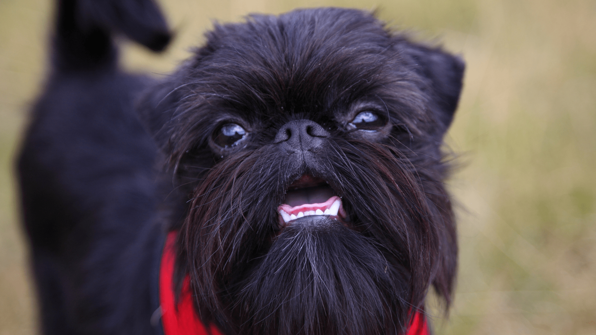 Comments About Brussels Griffon’s New Haircut Are Perfectly On-Point ...