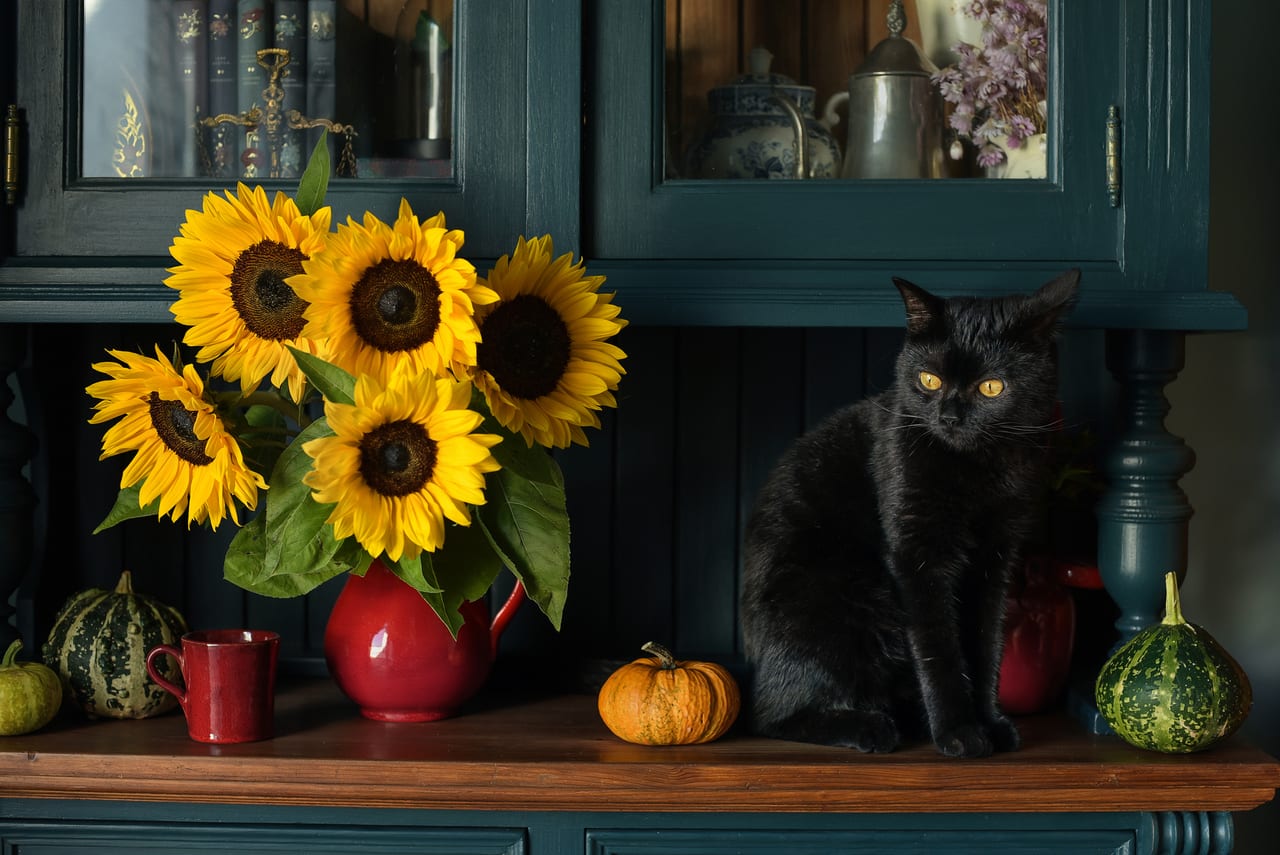 200+ Mystical, Magical and Mythical Cat Names - PetHelpful